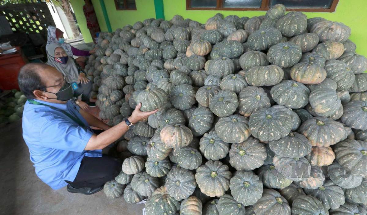 Fama bantu pasarkan lebih 300 tan labu manis – Manisfm