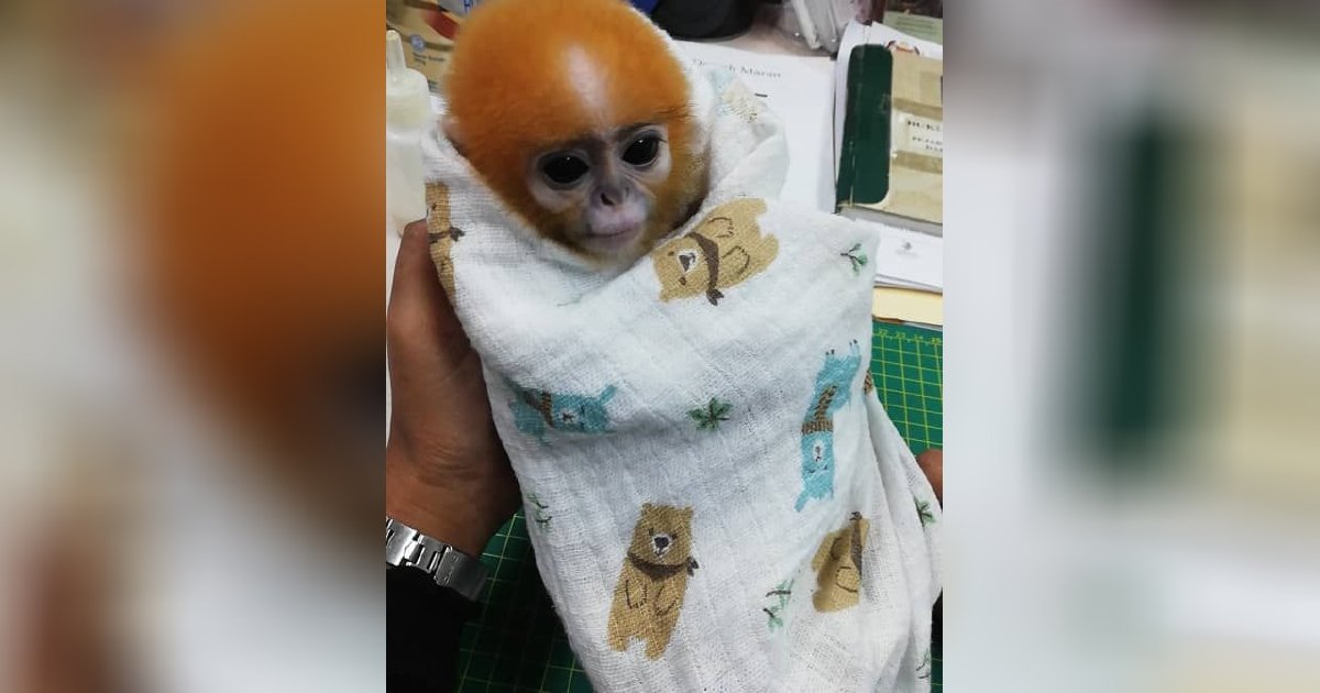 Bahana bela anak lotong – Manisfm