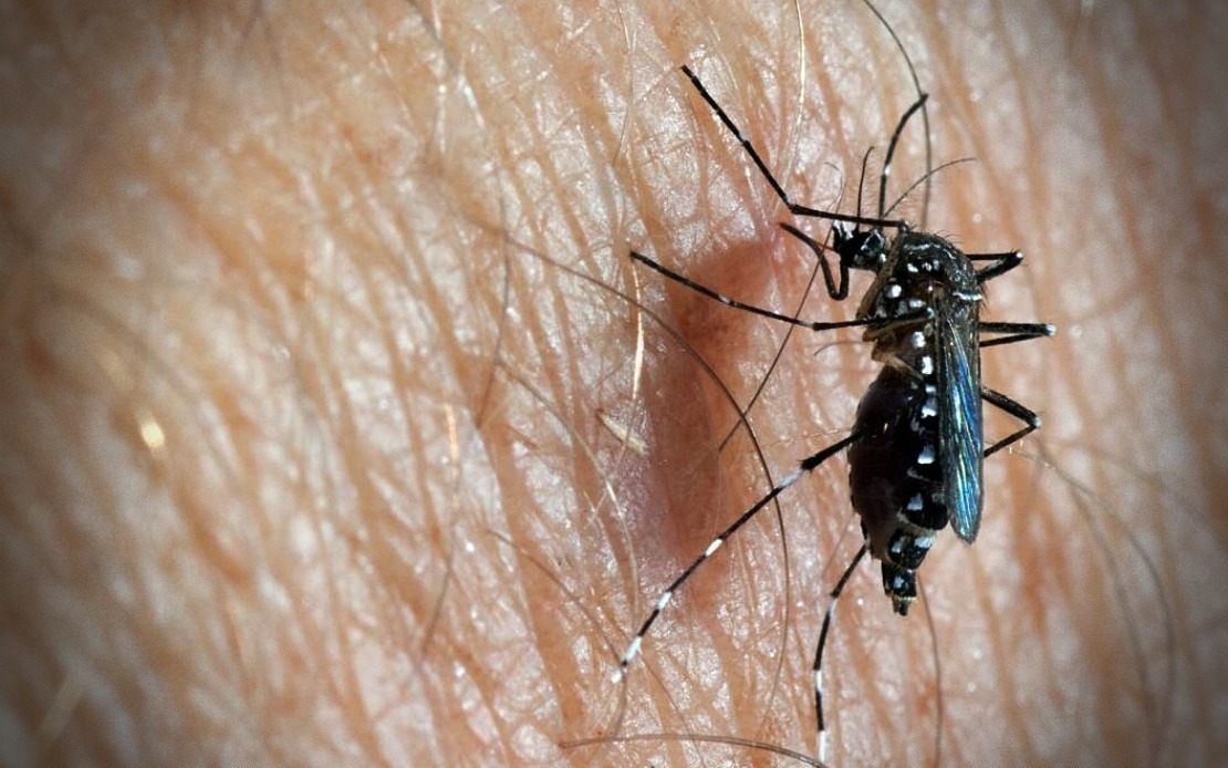 Kes Demam Denggi Meningkat 3.5 Peratus Minggu Lepas – KP Kesihatan ...