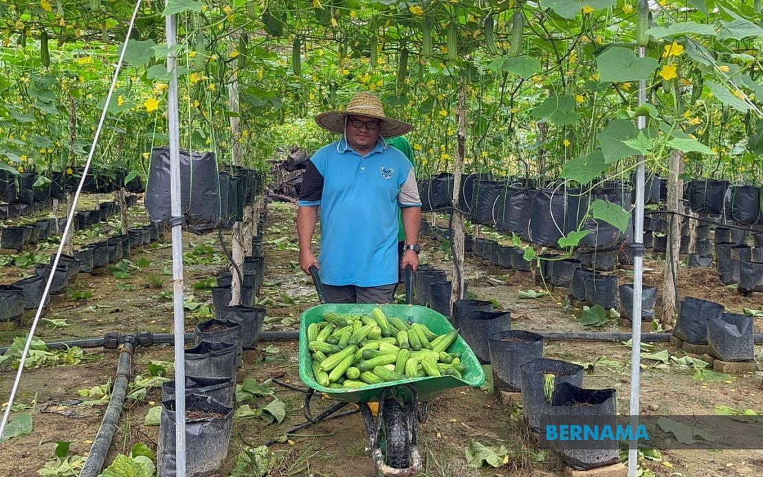 PPK Gua Musang Hasilkan Lebih 4,000 Timun, Halia Guna Kaedah Fertigasi ...